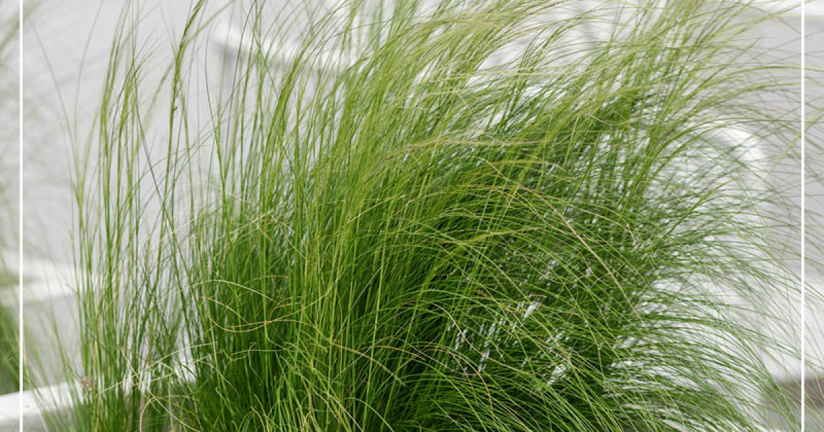 Rostock Gartencenter | Inspiration: Gräser im Garten