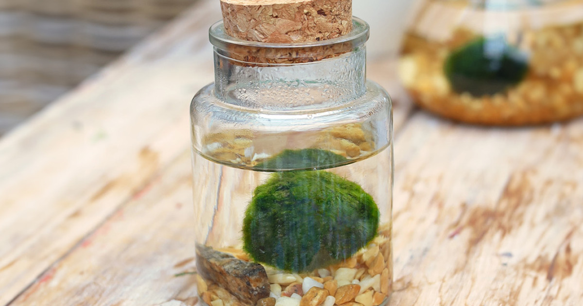 Rostock Gartencenter | Marimo Mooskugel: Pflegeleichte Trendpflanze im Glas