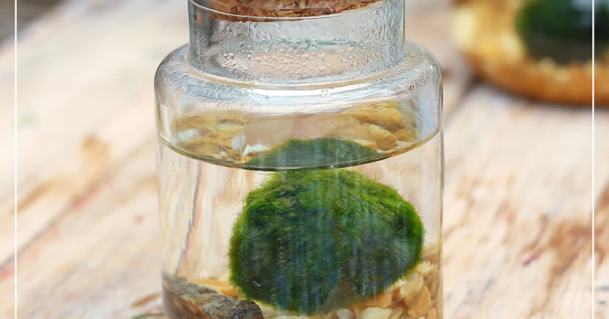 Rostock Gartencenter | Marimo, oder von uns auch liebevoll Alfi genannt