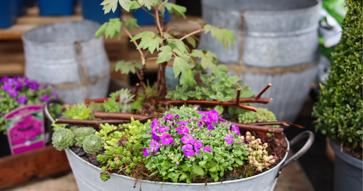 Rostock Gartencenter | Nie langweilig und pflegeleicht Rostock Gartencenter | Nie langweilig und pflegeleicht