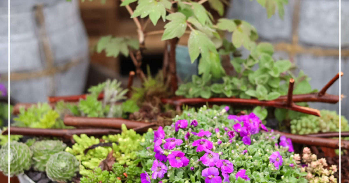 Rostock Gartencenter | Nie langweilig und pflegeleicht Rostock Gartencenter | Nie langweilig und pflegeleicht